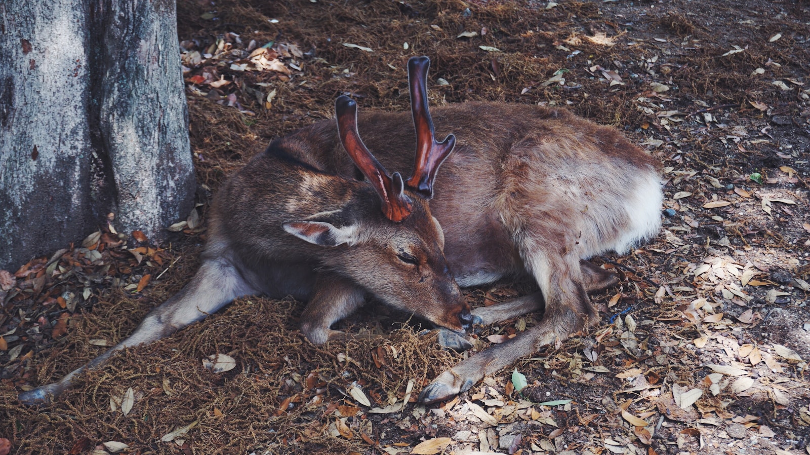 Nara Park Deer Guide: Feeding Rules, Best Photo Spots & Safety Tips ...
