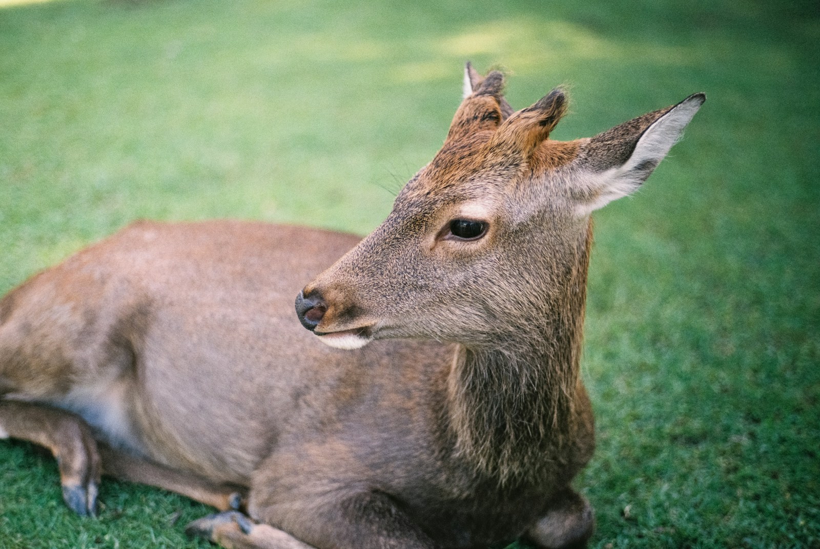 Nara Park Deer Guide: Feeding Rules, Best Photo Spots & Safety Tips ...