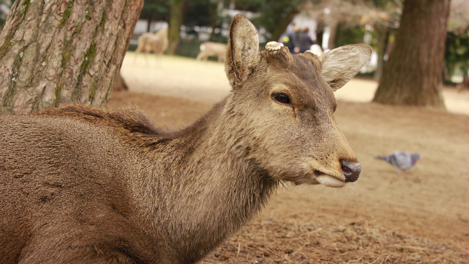 Nara Park Deer Guide: Feeding Rules, Best Photo Spots & Safety Tips ...